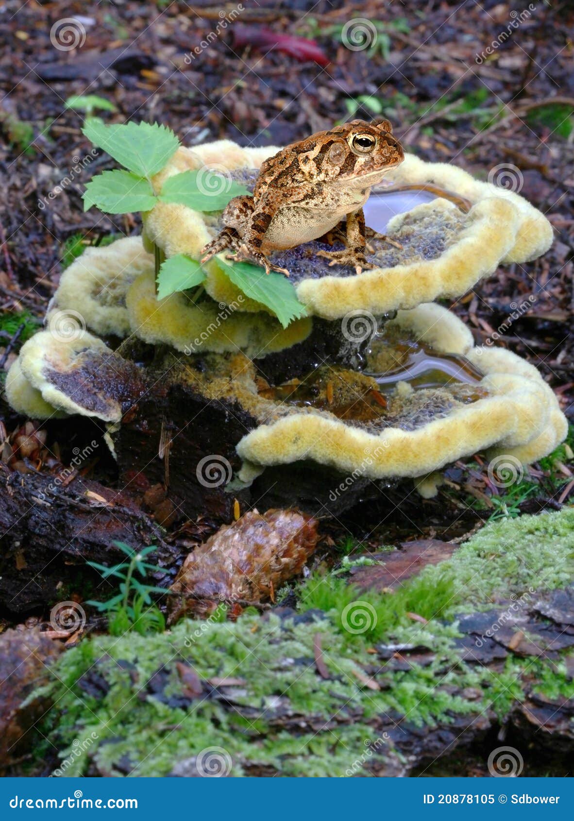 Southern Toad on an Ornate Mushroom Stock Image - Image of mushroom ...