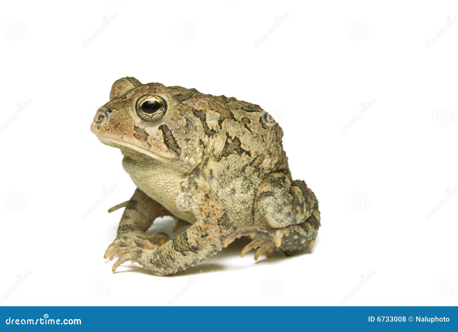 Southern Toad Anaxyrus Terrestris Coming Out Of A Large Florida Gopher ...