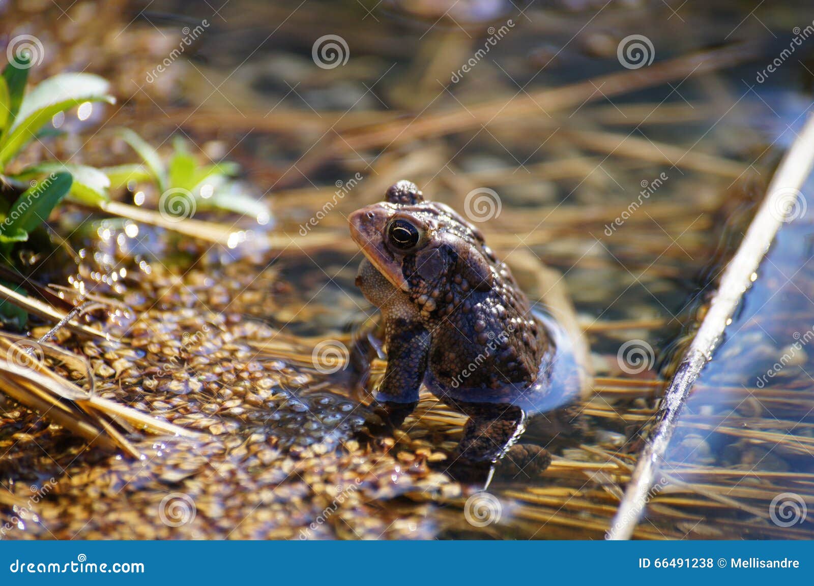 Southern Toad Anaxyrus Terrestris Coming Out Of A Large Florida Gopher ...