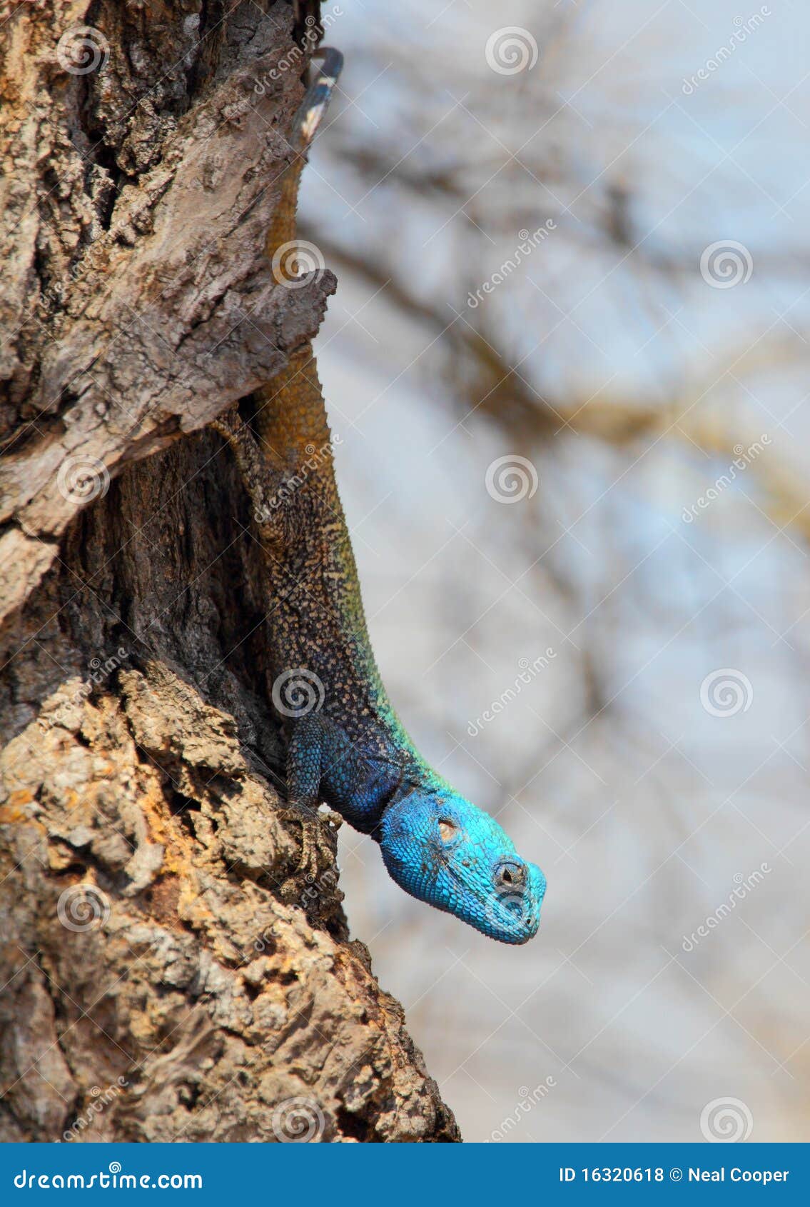 Southern Tree Agama stock photo. Image of southern, lizards - 16320618