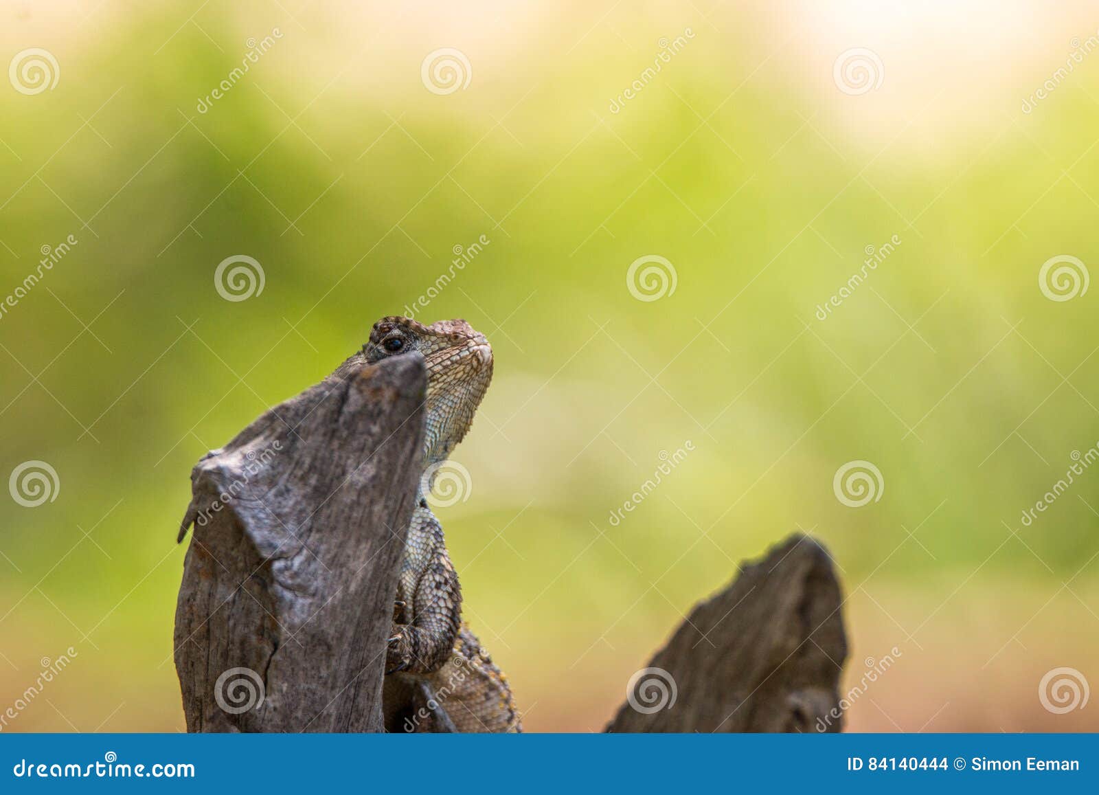 Southern Tree Agama in the Tree. Stock Photo - Image of nature ...