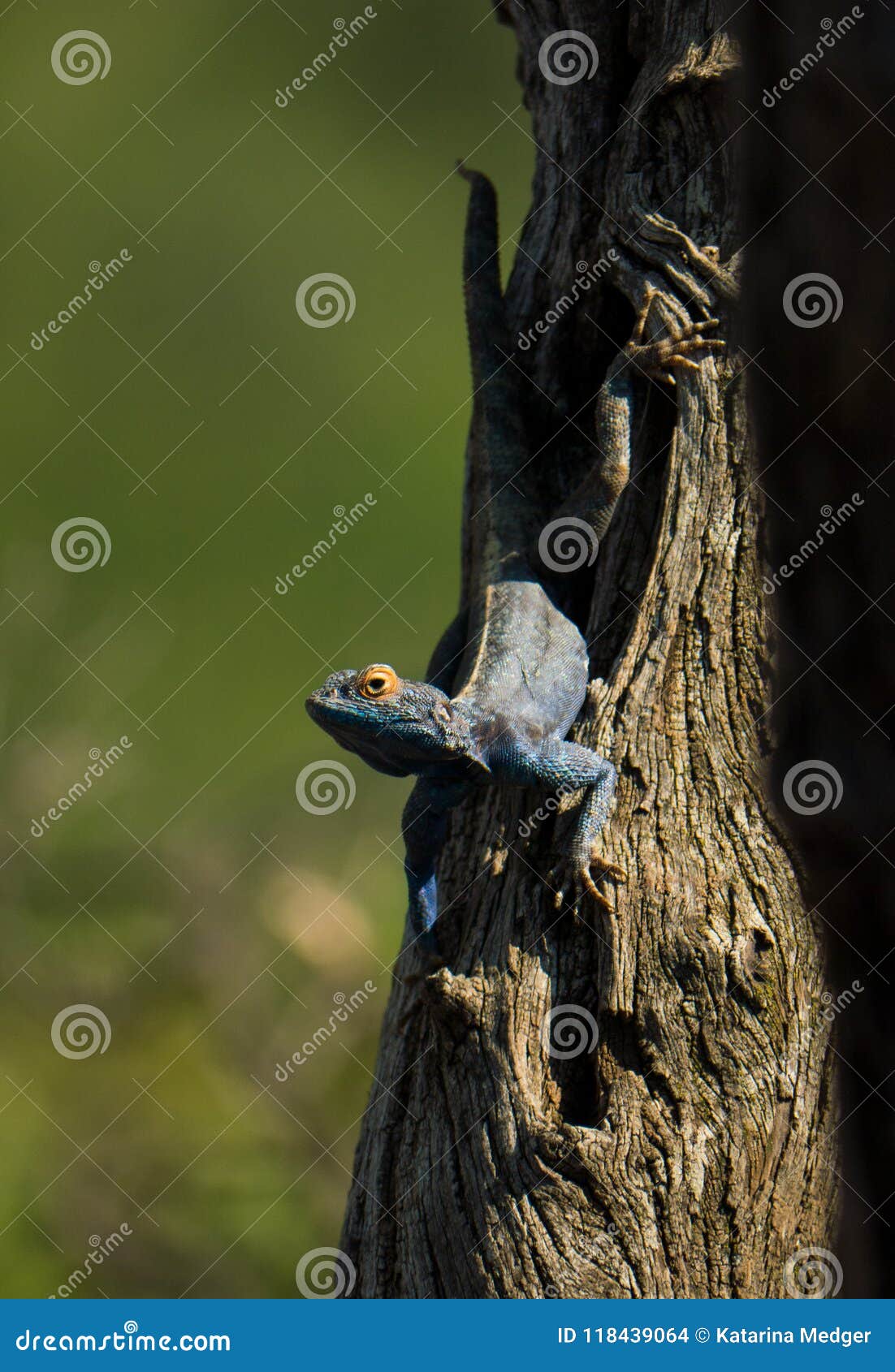 Southern Tree Agama Upside Down on a Tree Stock Photo - Image of nature ...