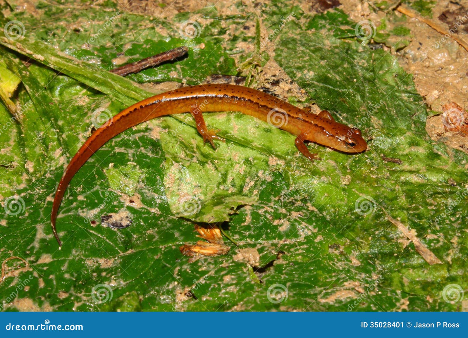 Southern Two-lined Salamander (Eurycea Cirrigera) Stock Image - Image ...