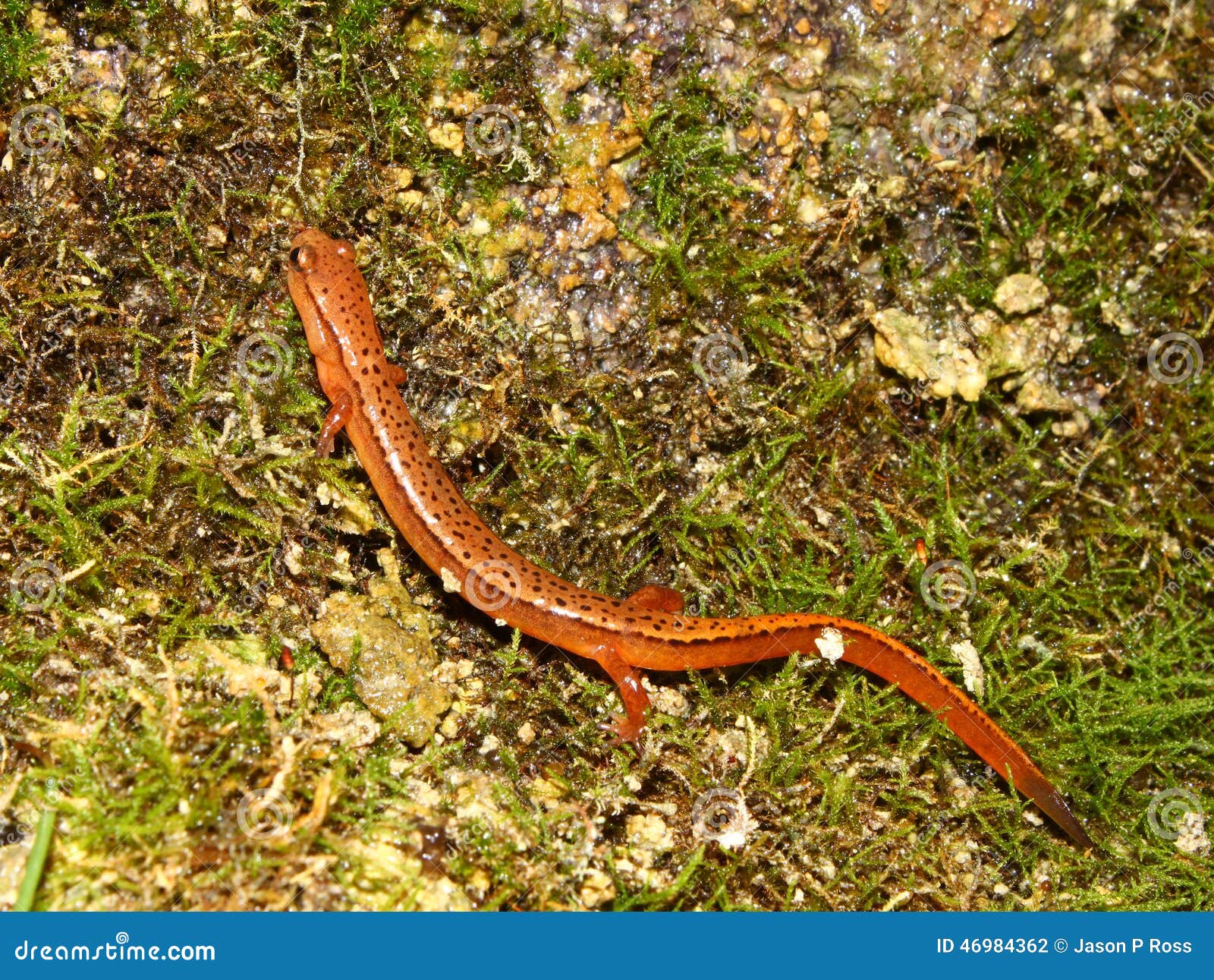 Southern Two-lined Salamander (Eurycea Cirrigera) Stock Photo - Image ...
