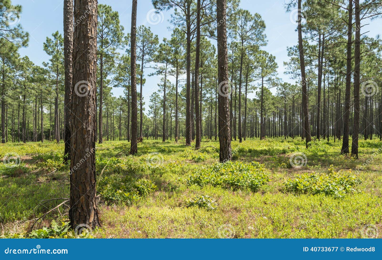 Southern USA Pine Forest stock image. Image of southern - 40733677