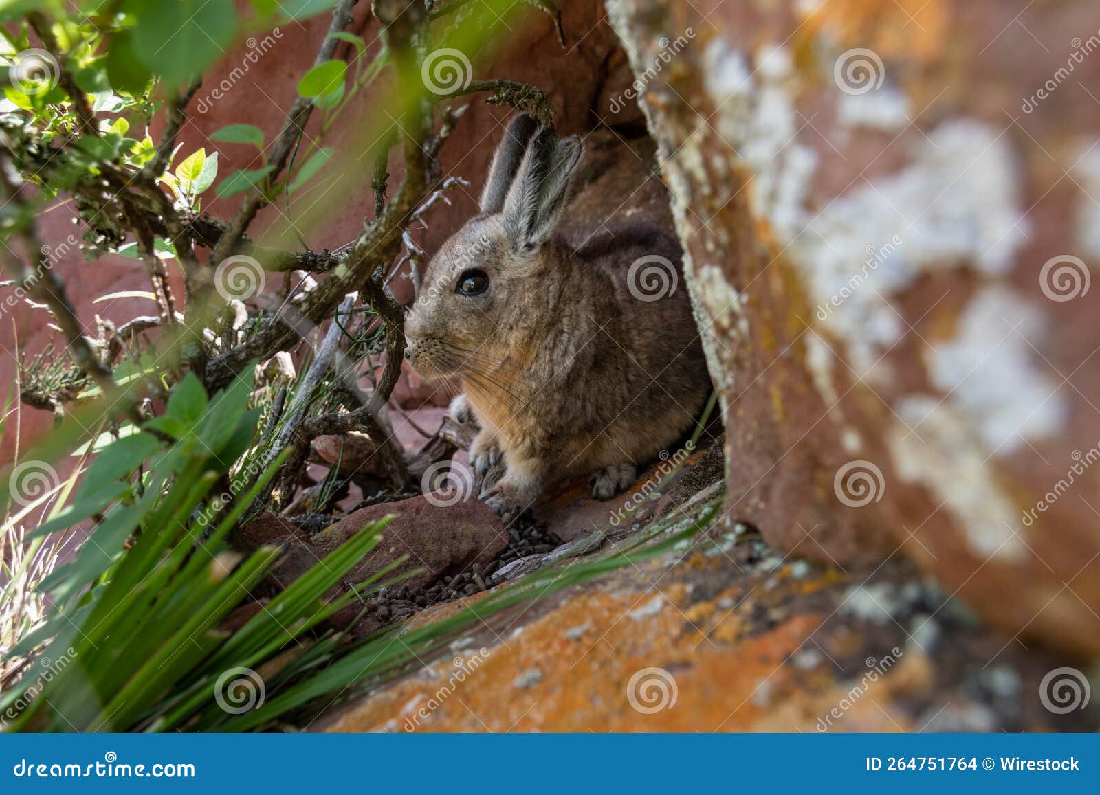 Southern Viscacha on the Red Rocks. Stock Photo - Image of southern ...
