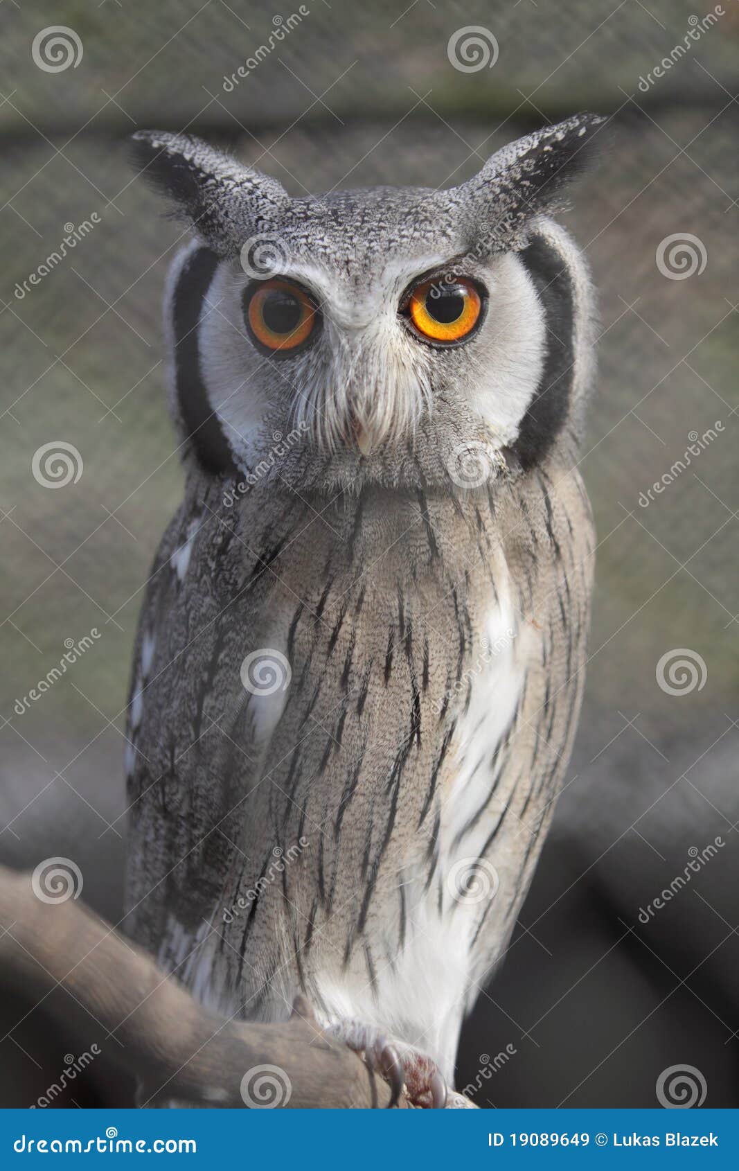 White-faced Meadowhawk Illinois Insects Royalty-Free Stock Photography ...