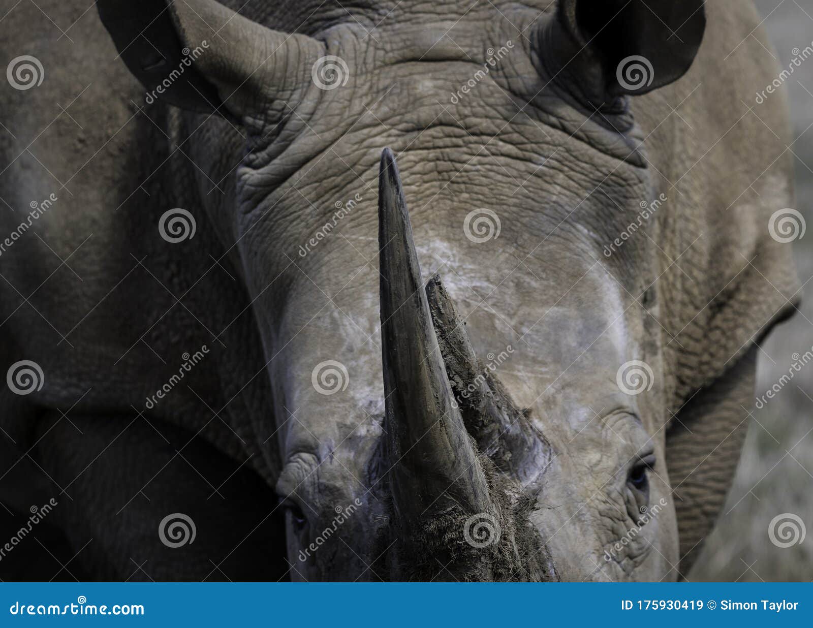 Southern White Rhino - Face on View Stock Image - Image of facing, hear ...