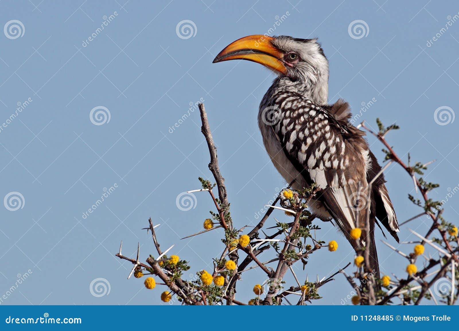 Southern Yellow Pine Trees Stock Photography | CartoonDealer.com #76714046