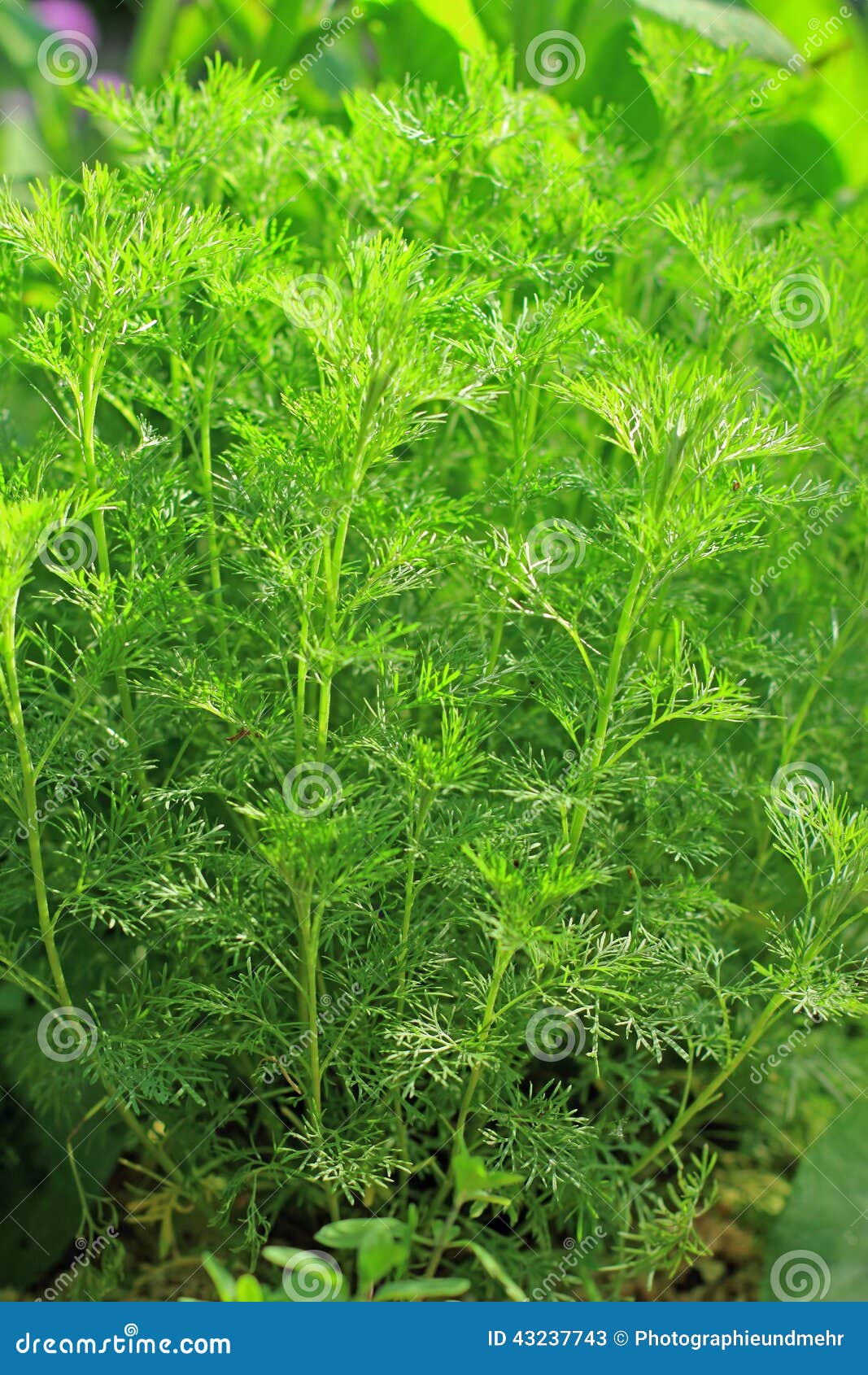 Southernwood (Artemisia Abrotanum) Stock Image - Image of leaves, patch ...