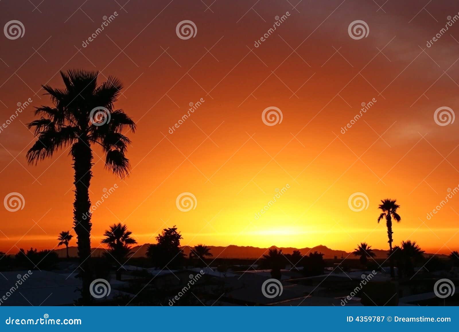 Southwest Sunset Palms stock image. Image of desert, palms - 4359787