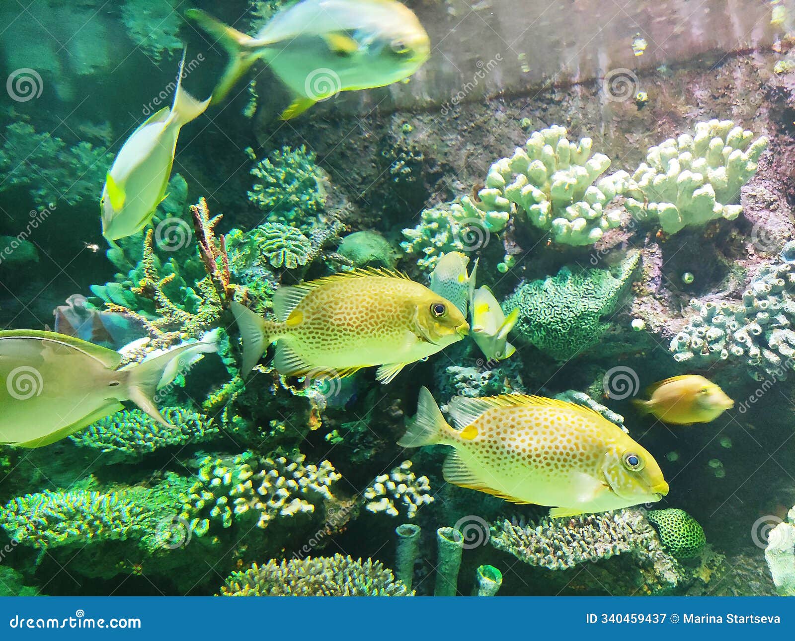 Souvenir of Dried Spherical Puffer Fish with Needles Stock Image ...