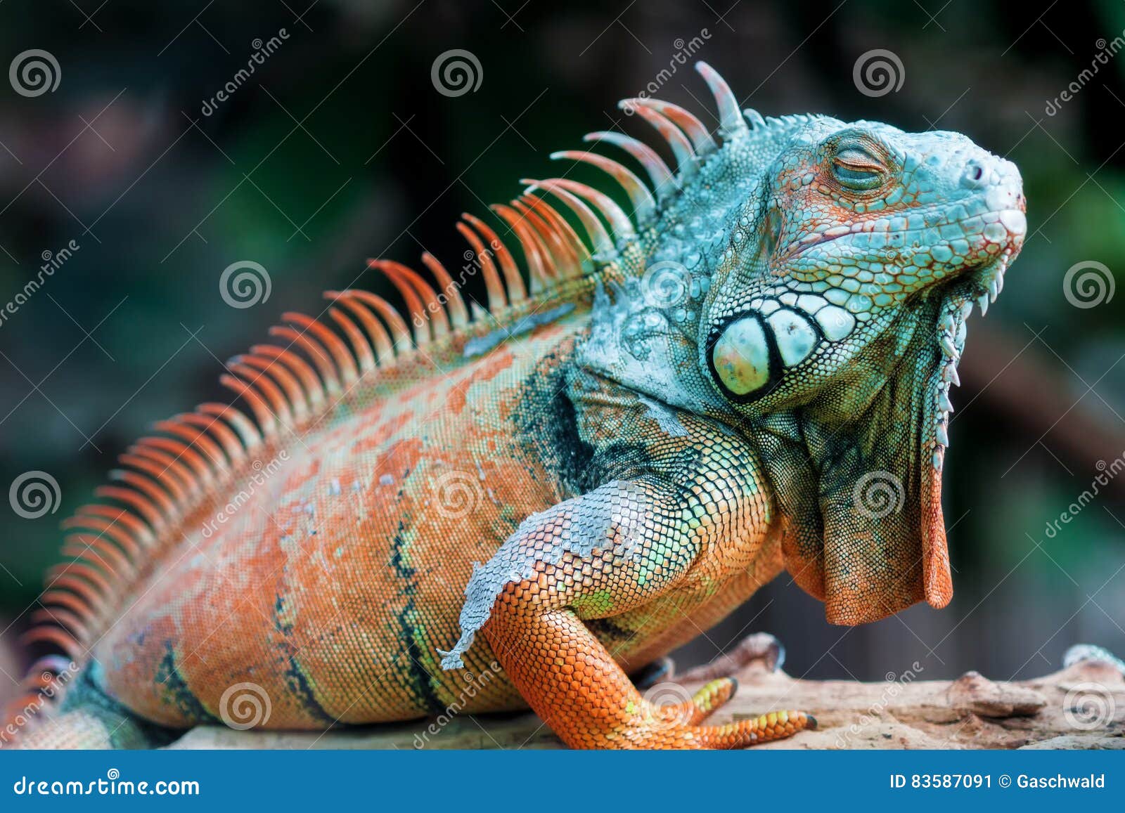 Sova draken - grön leguan fotografering för bildbyråer. Bild av utomhus ...