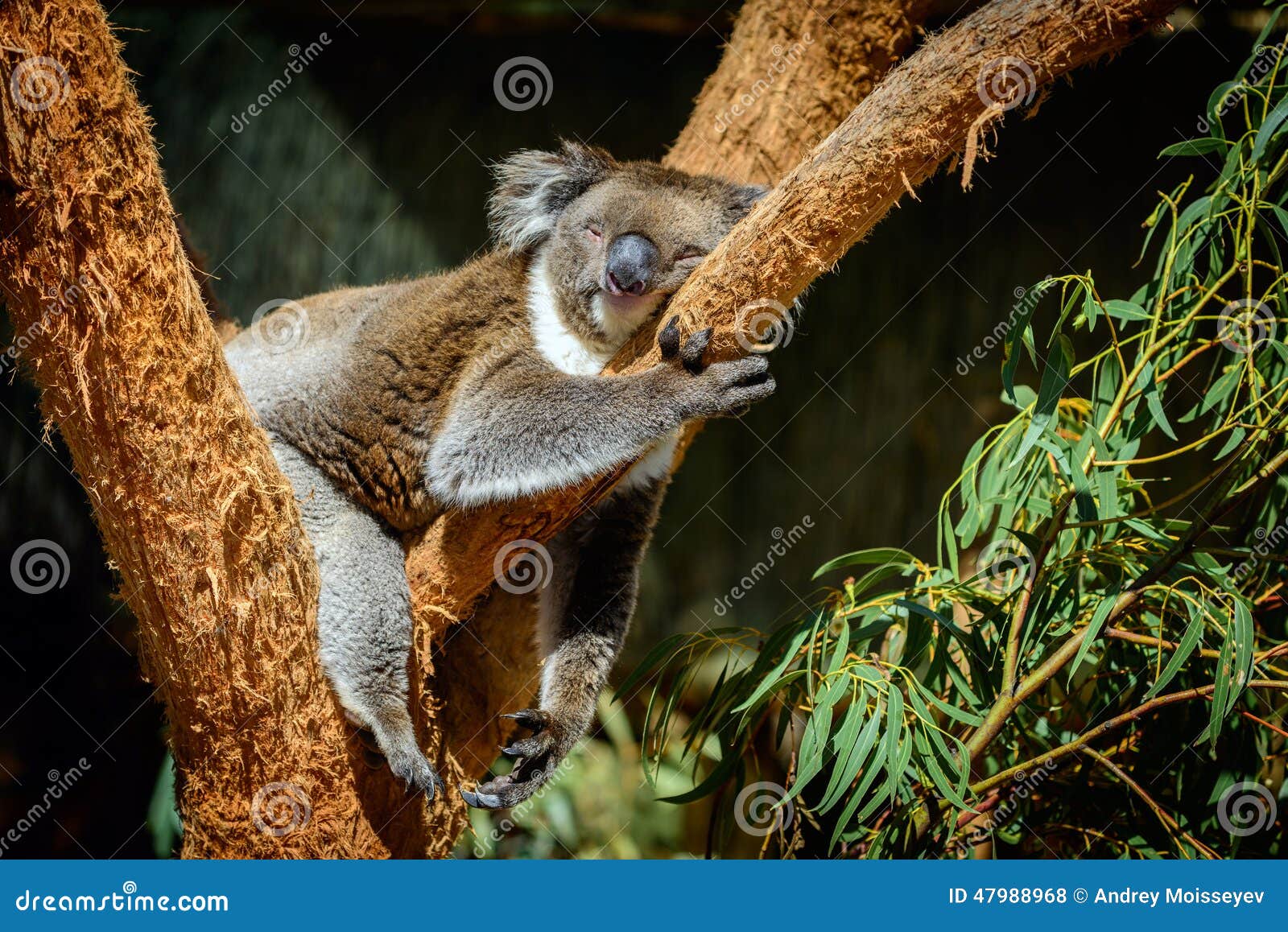 Sova koalan arkivfoto. Bild av djurliv, gulligt, koala - 47988968