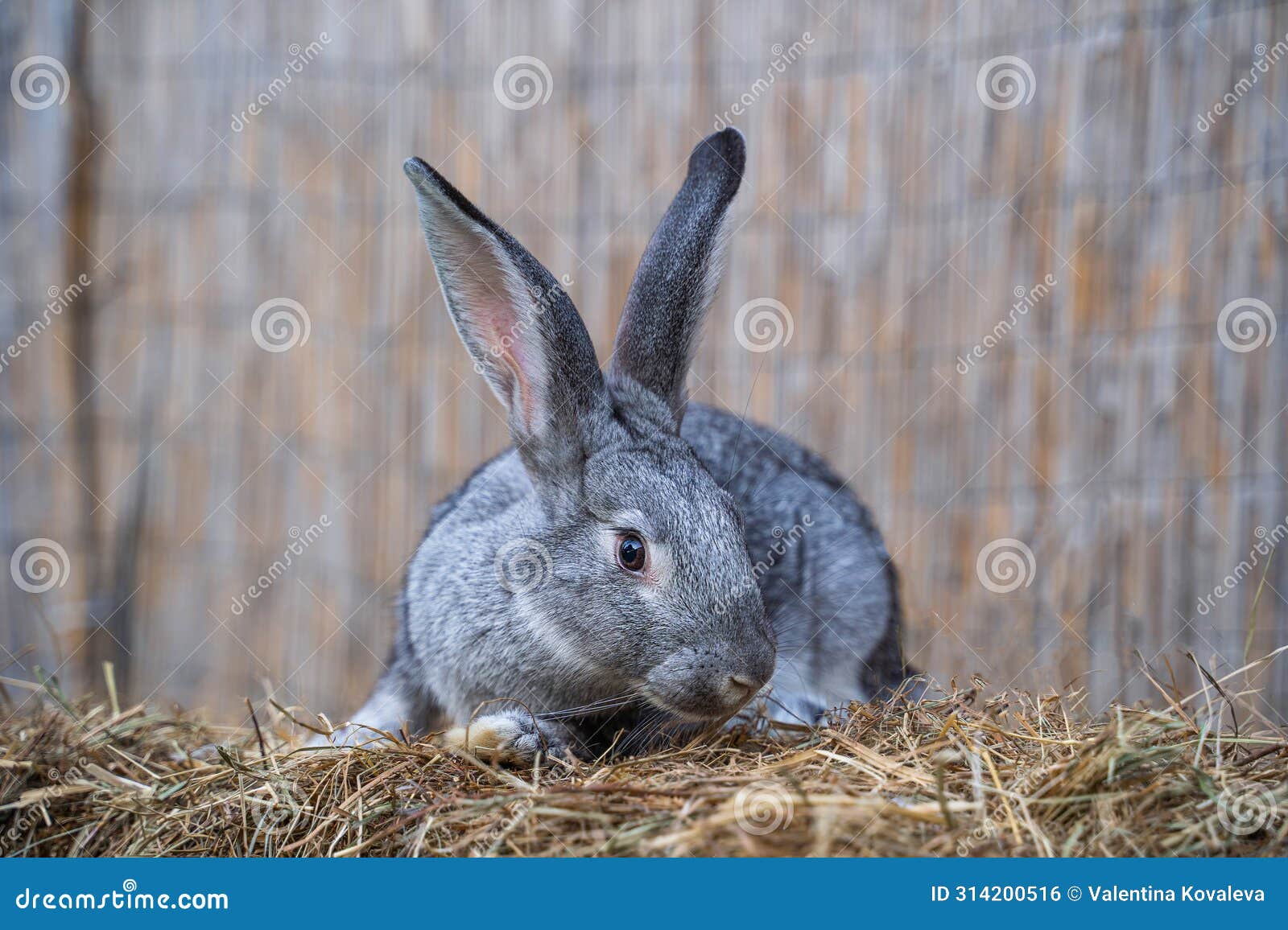Soviet Chinchilla Rabbit Medium Size Sitting on a Hay before Easter ...