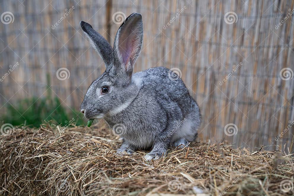 Soviet Chinchilla Rabbit Medium Size Sitting on a Hay before Easter ...
