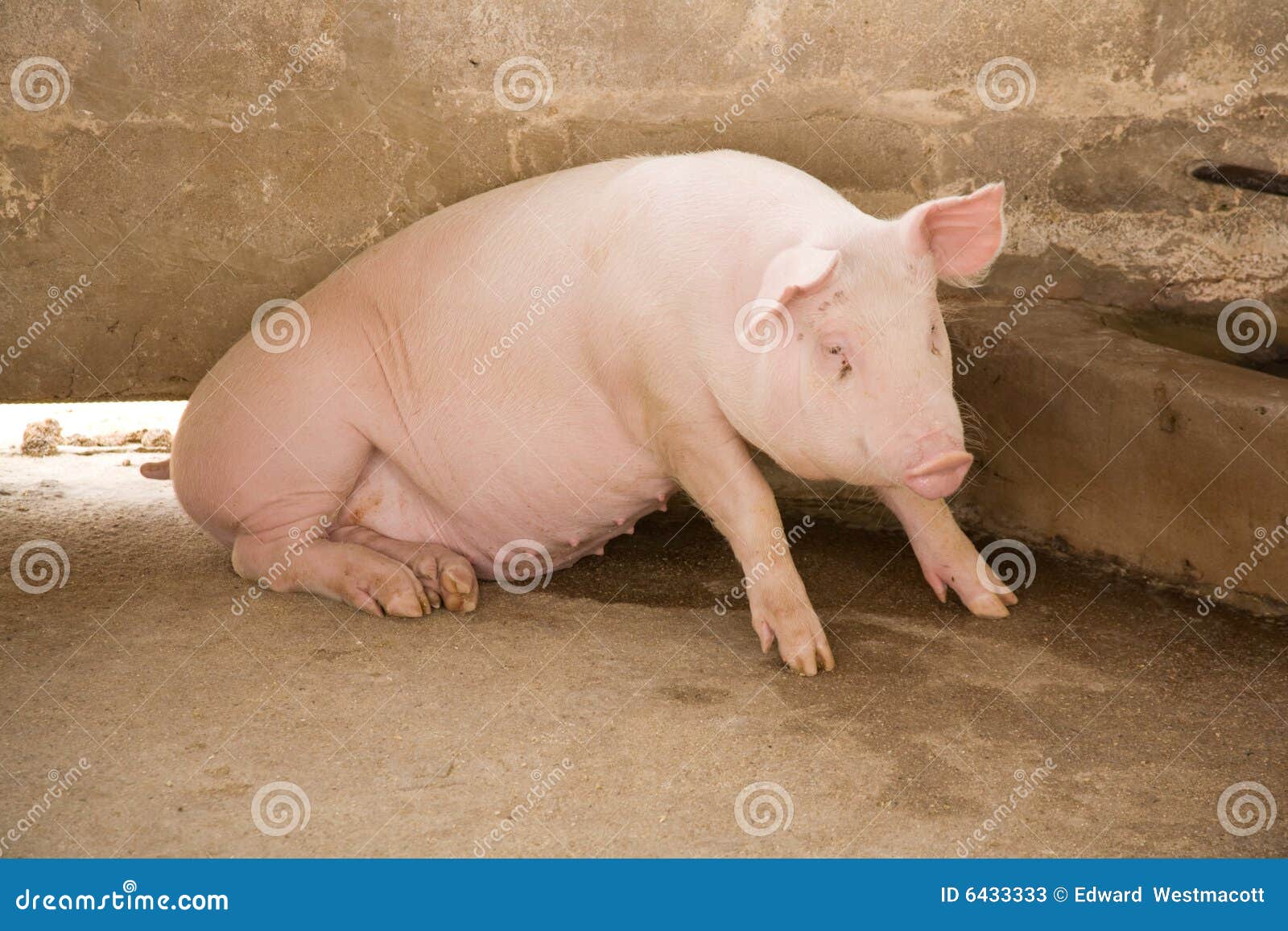 Sow stock image. Image of mammal, breed, large, farm, sitting - 6433333