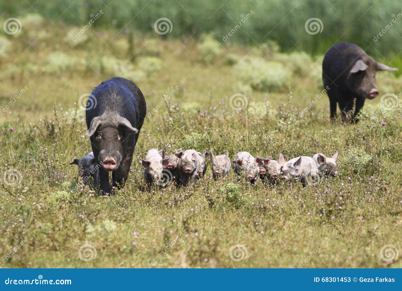 Sow and baby pigs stock image. Image of pink, spring - 68301453