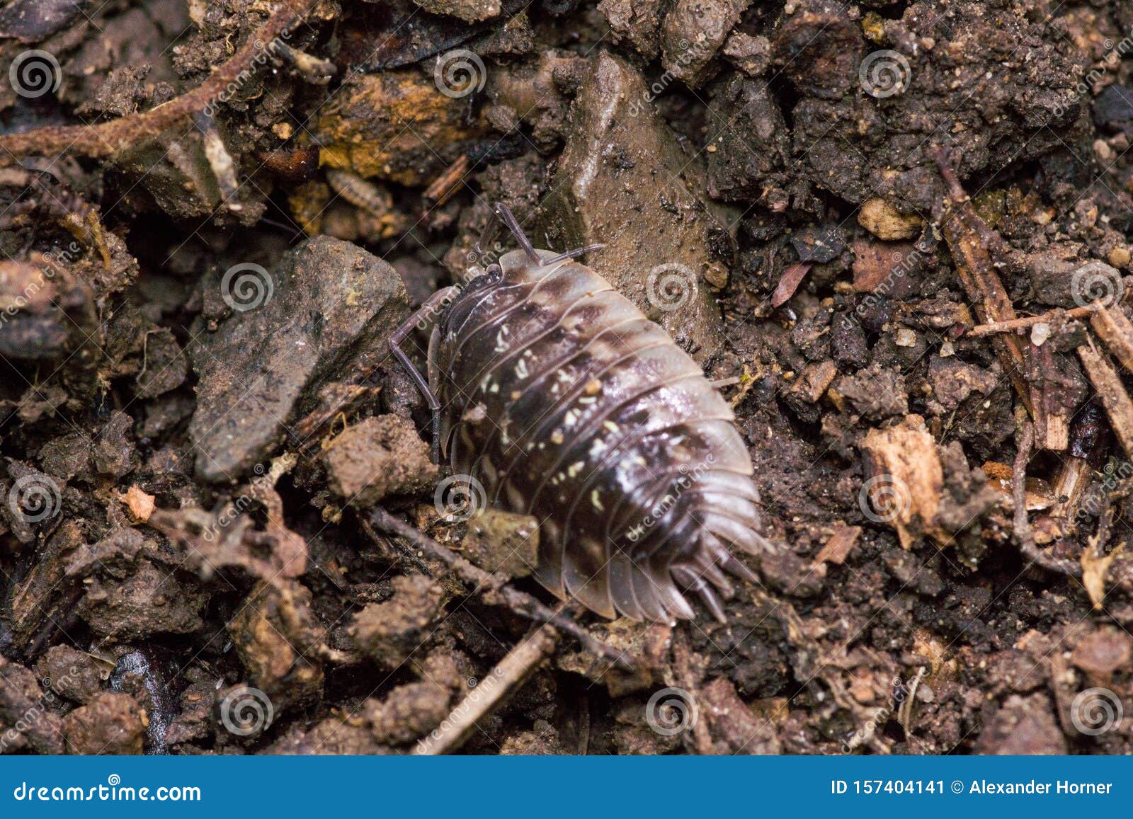 Sow Bug Crawling on Forest Soil Stock Image - Image of nature, creature ...