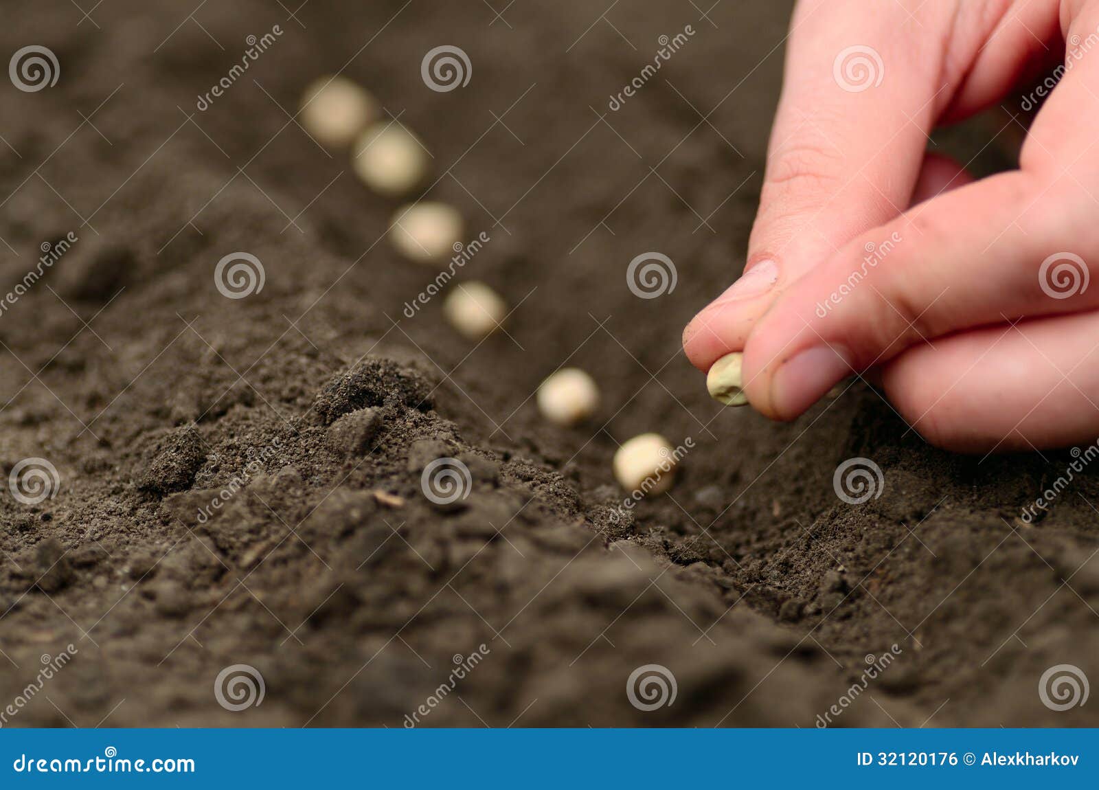 Sow stock photo. Image of close, dirt, outdoors, nature - 32120176