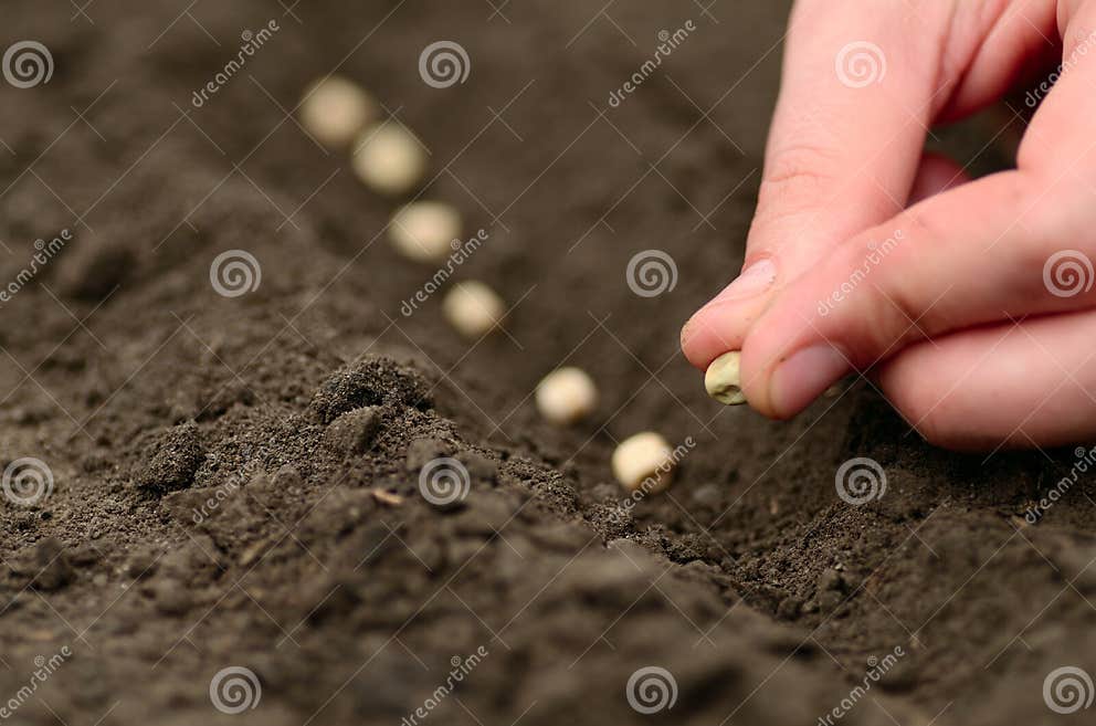 Sow stock photo. Image of close, dirt, outdoors, nature - 32120176