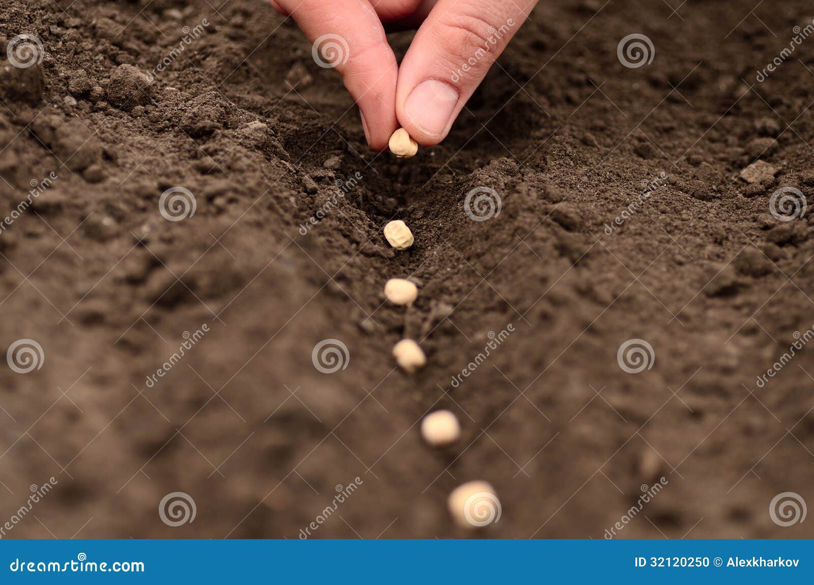 Sow stock photo. Image of growth, farm, bulb, life, closeup - 32120250