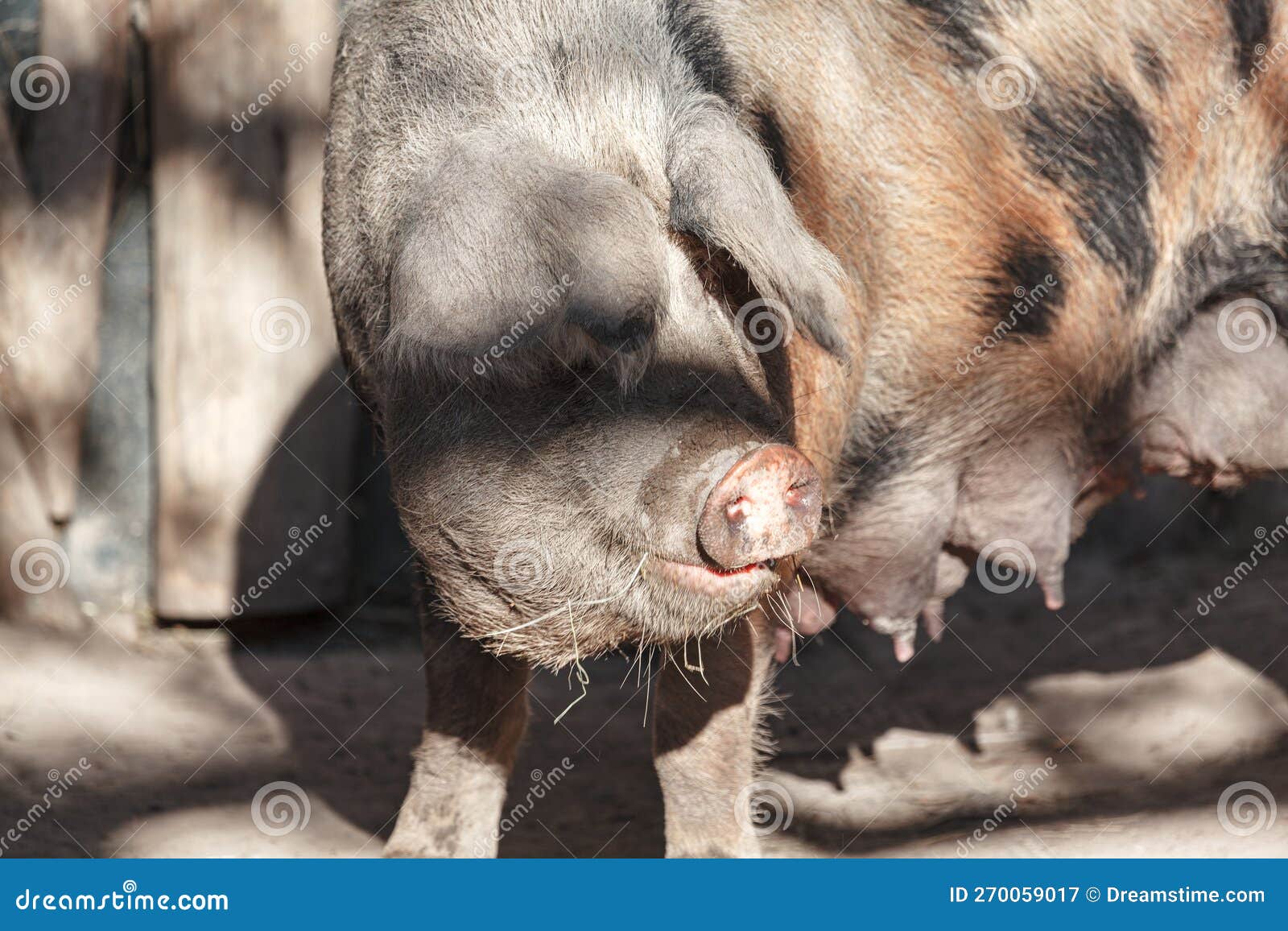 Sow on the farm stock image. Image of happy, mammal - 270059017