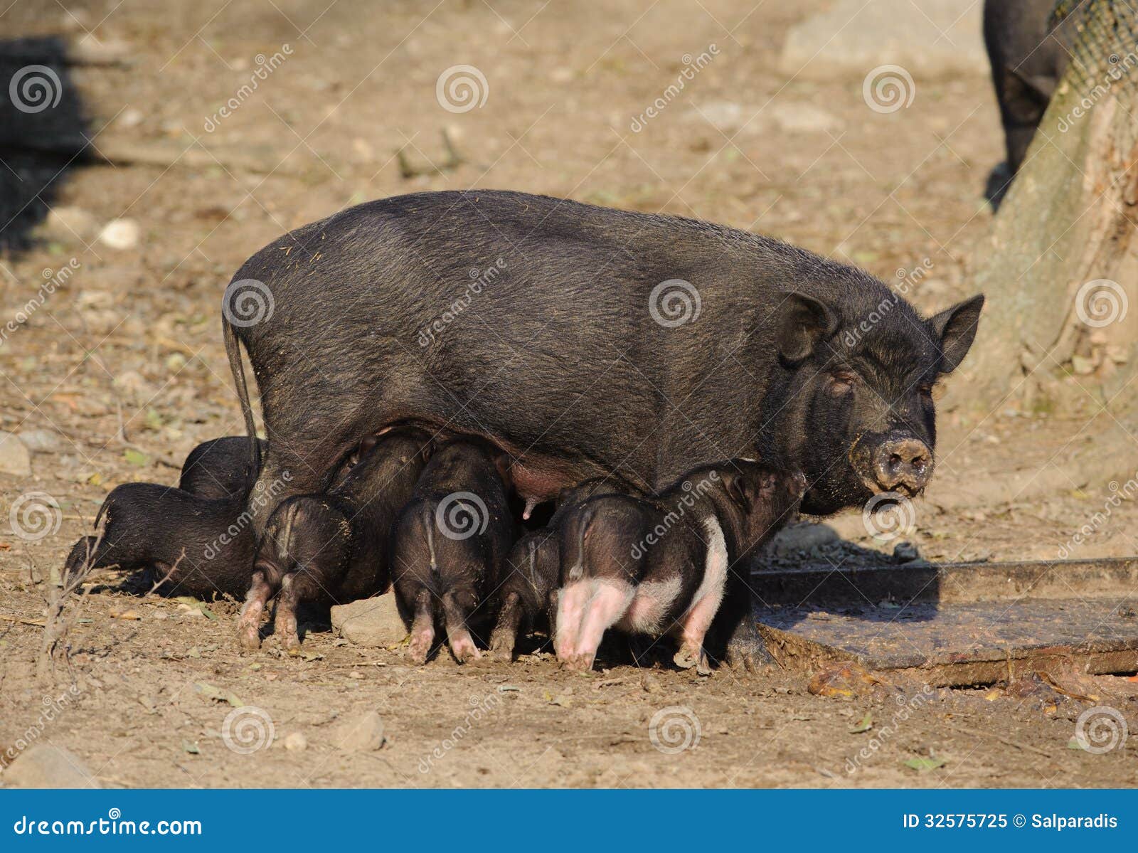 Sow feeding piglets stock image. Image of piggies, animal - 32575725