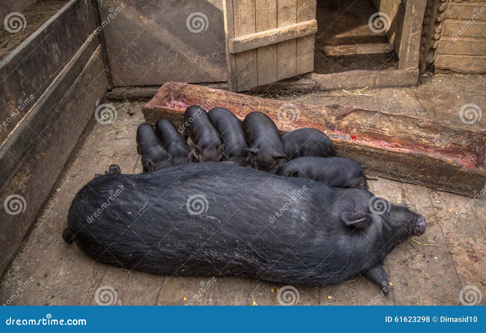 Sow feeding the pigs stock photo. Image of family, domestic - 61623298