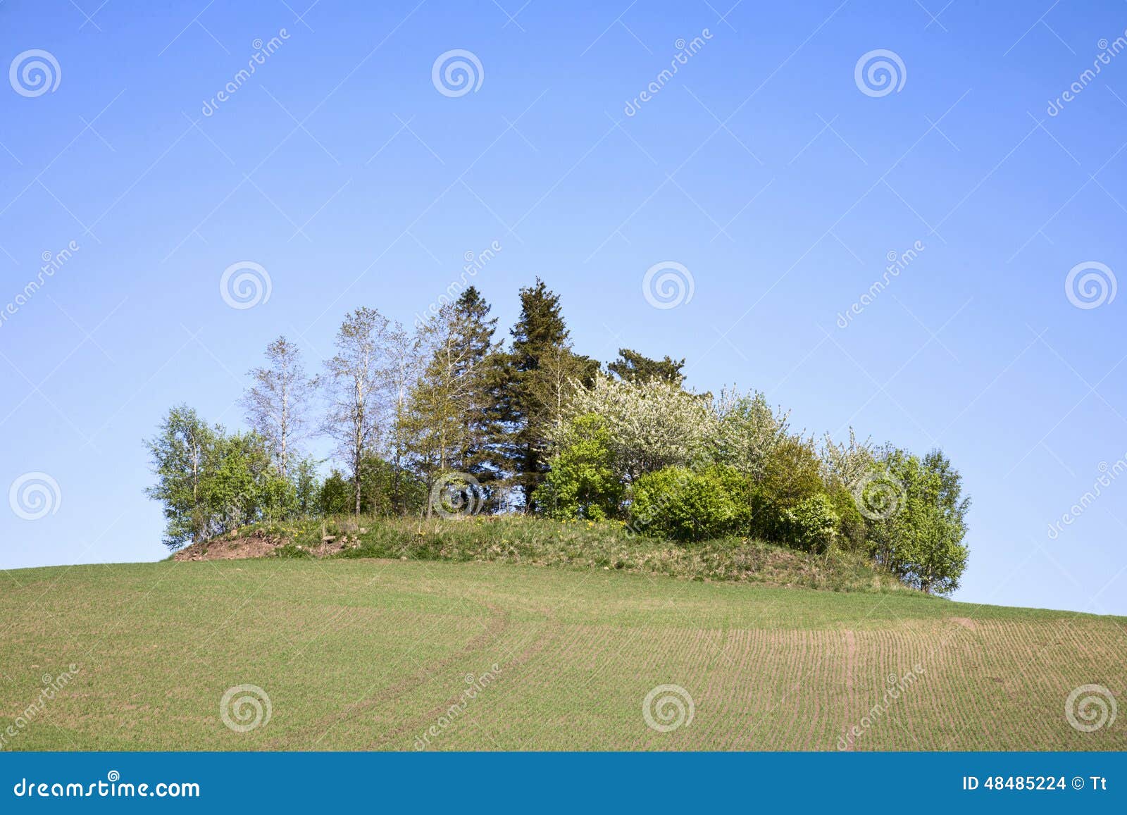 Sow field stock photo. Image of rural, nature, agriculture - 48485224