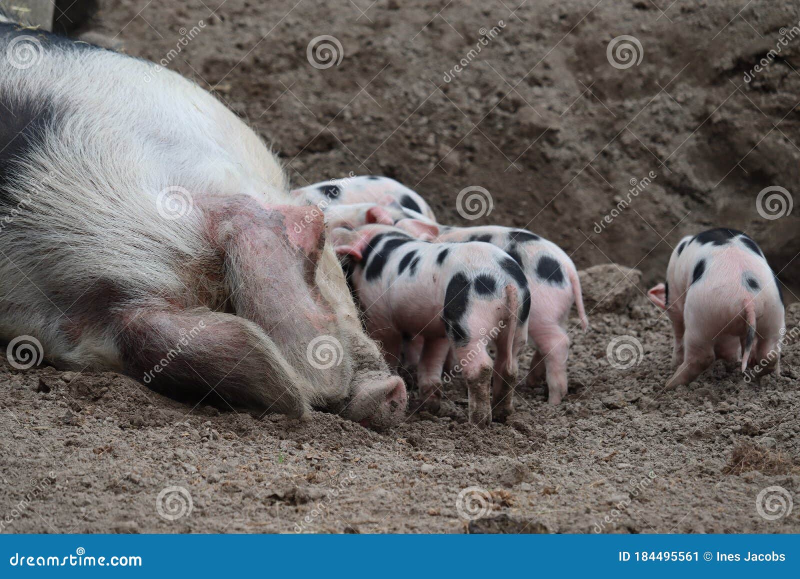 Sow with piglets stock image. Image of enclosure, animal - 184495561
