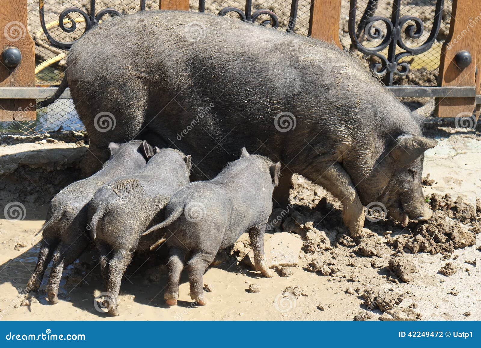 Sow stock photo. Image of pigpen, breeding, farming, mammal - 42249472