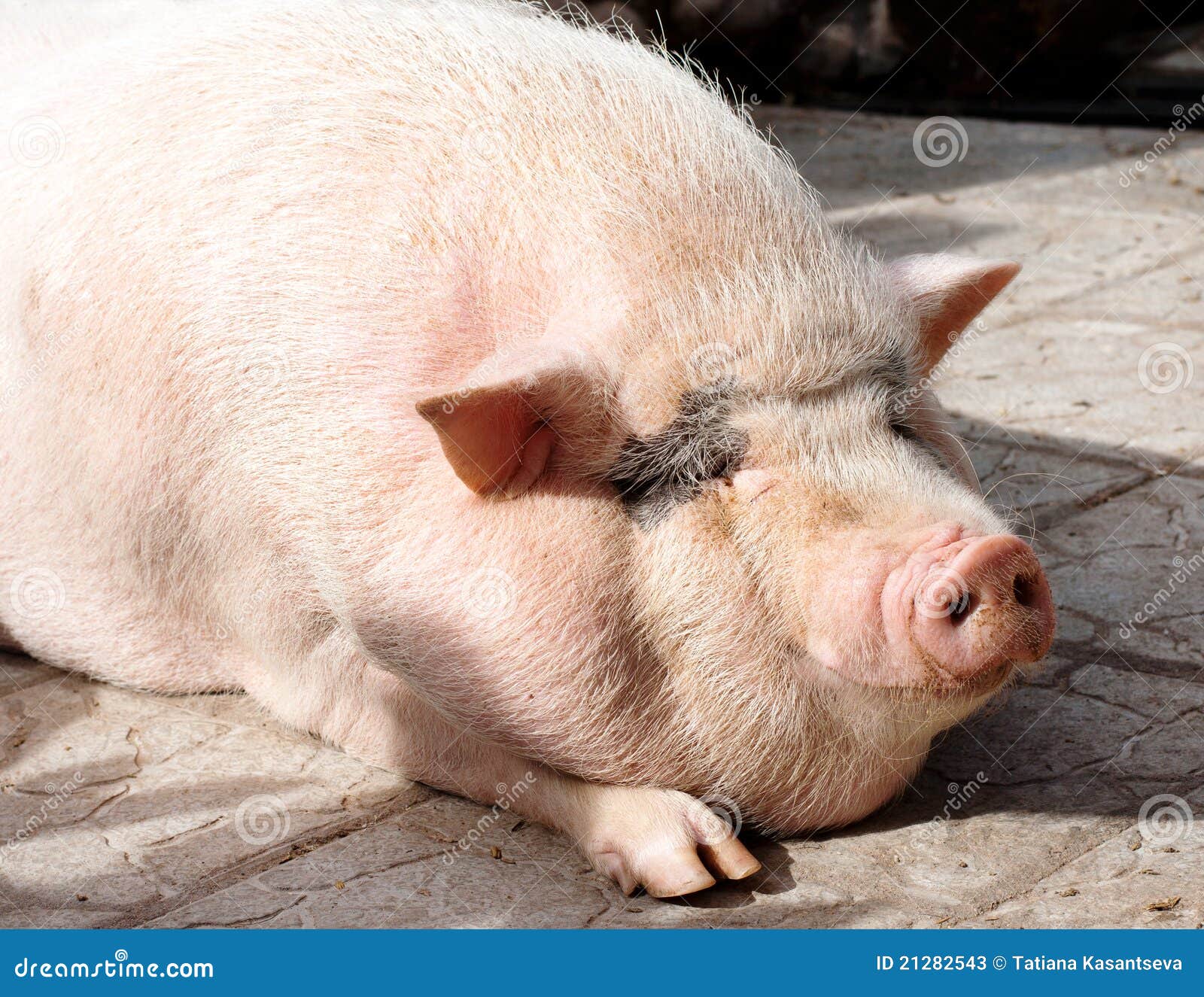 Sow large stock image. Image of happy, pork, sleep, skin - 21282543