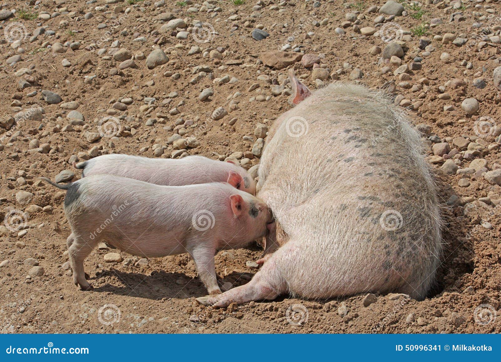 Sow Milk Feeds Two Little Pigs Stock Image - Image of small, offspring ...