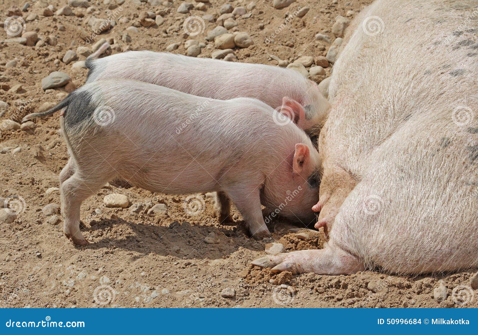 Sow Milk Feeds Two Little Pigs Stock Photo - Image of feeds, small ...