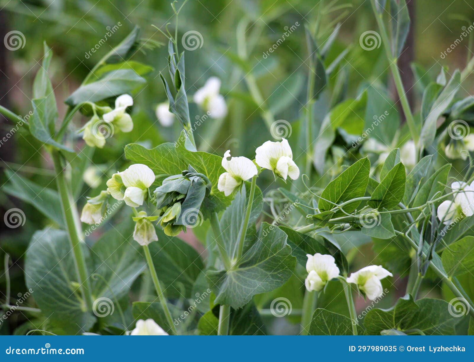 Sow Peas Grow in Open Ground Stock Image - Image of bean, garden: 297989035