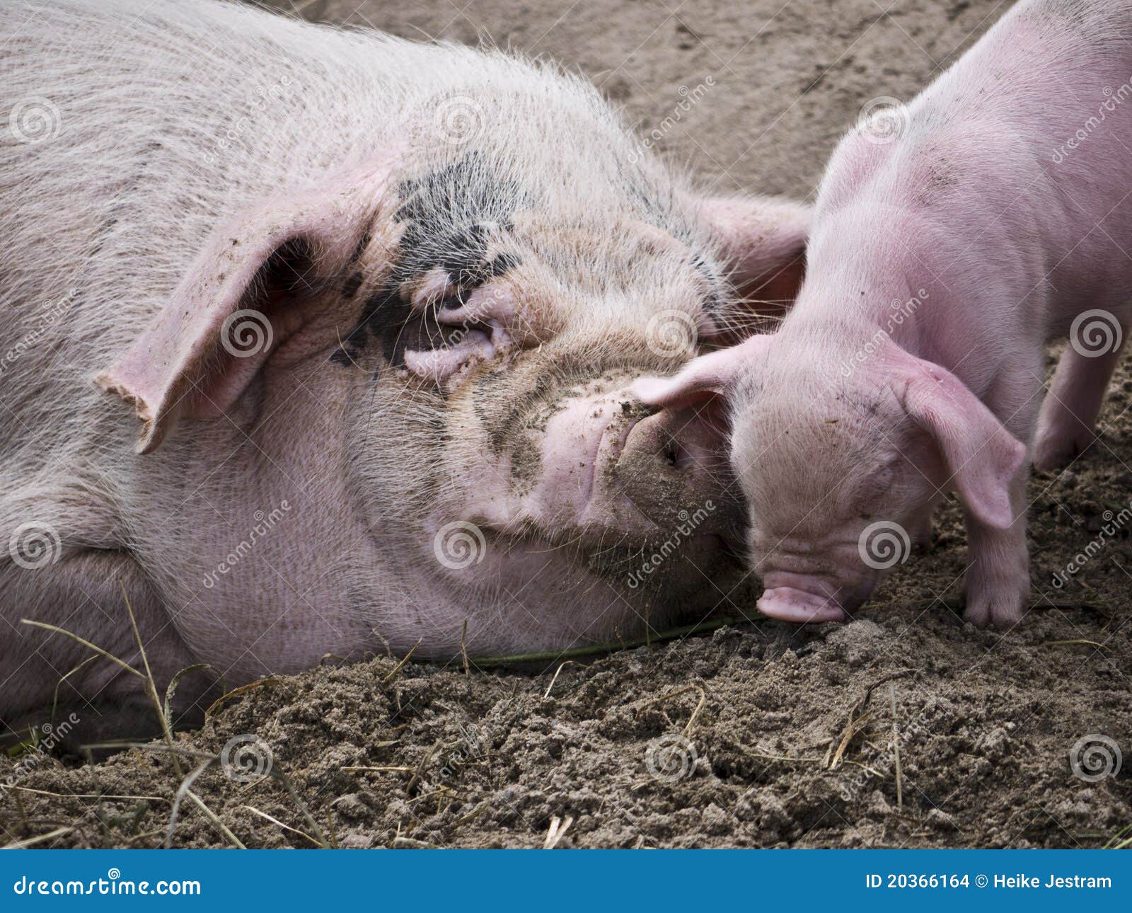 Sow-and-a-pig stock photo. Image of artiodactyla, animal - 20366164