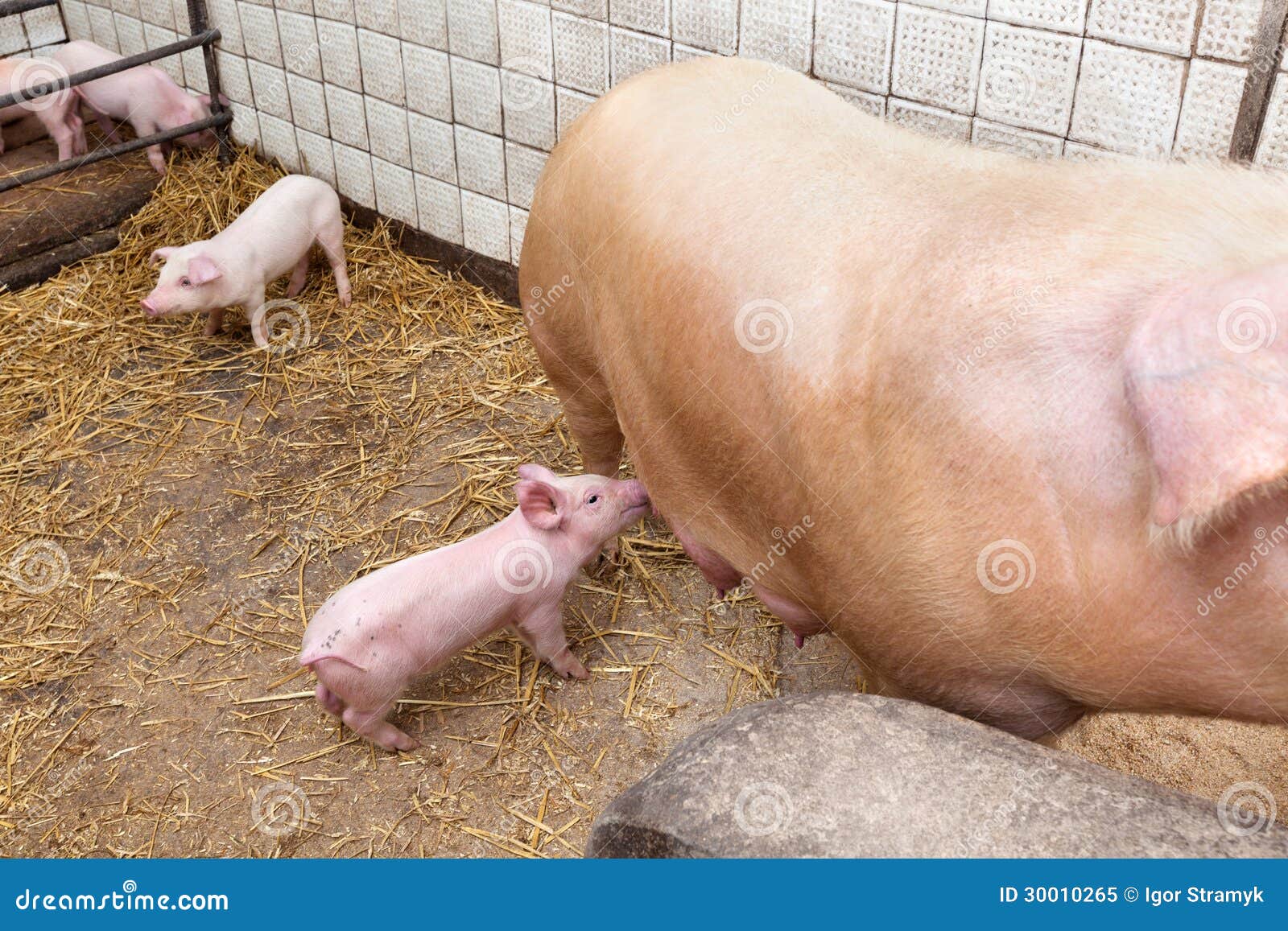 Sow pig with piglets stock image. Image of farm, mammal - 30010265