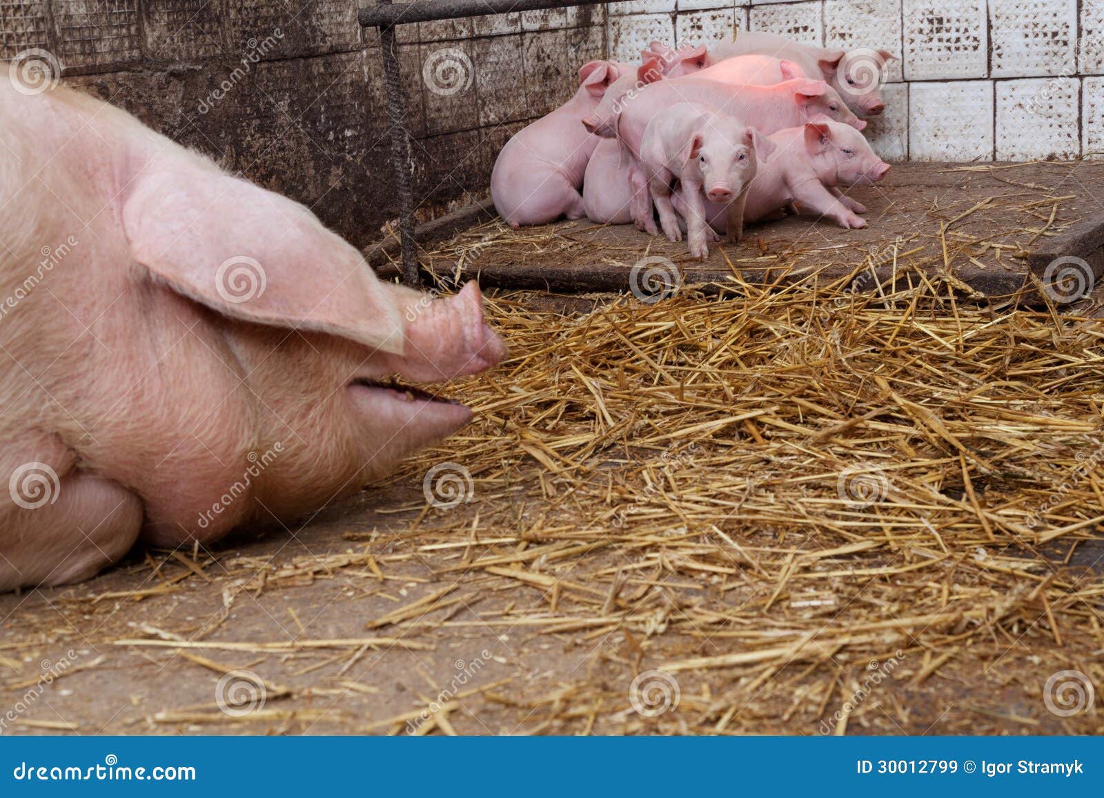 Sow pig with piglets stock image. Image of group, domestic - 30012799