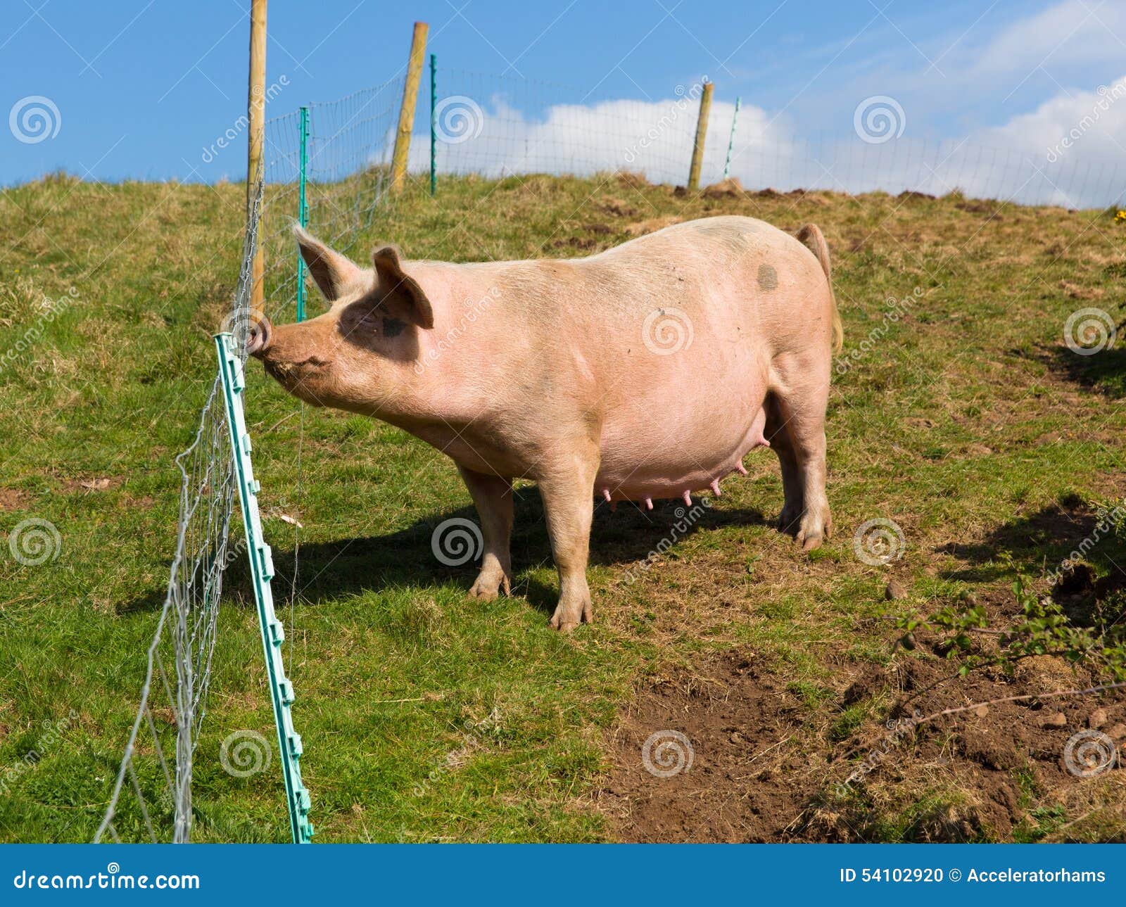 Sow Pig Standing in a Field Stock Photo - Image of field, farming: 54102920