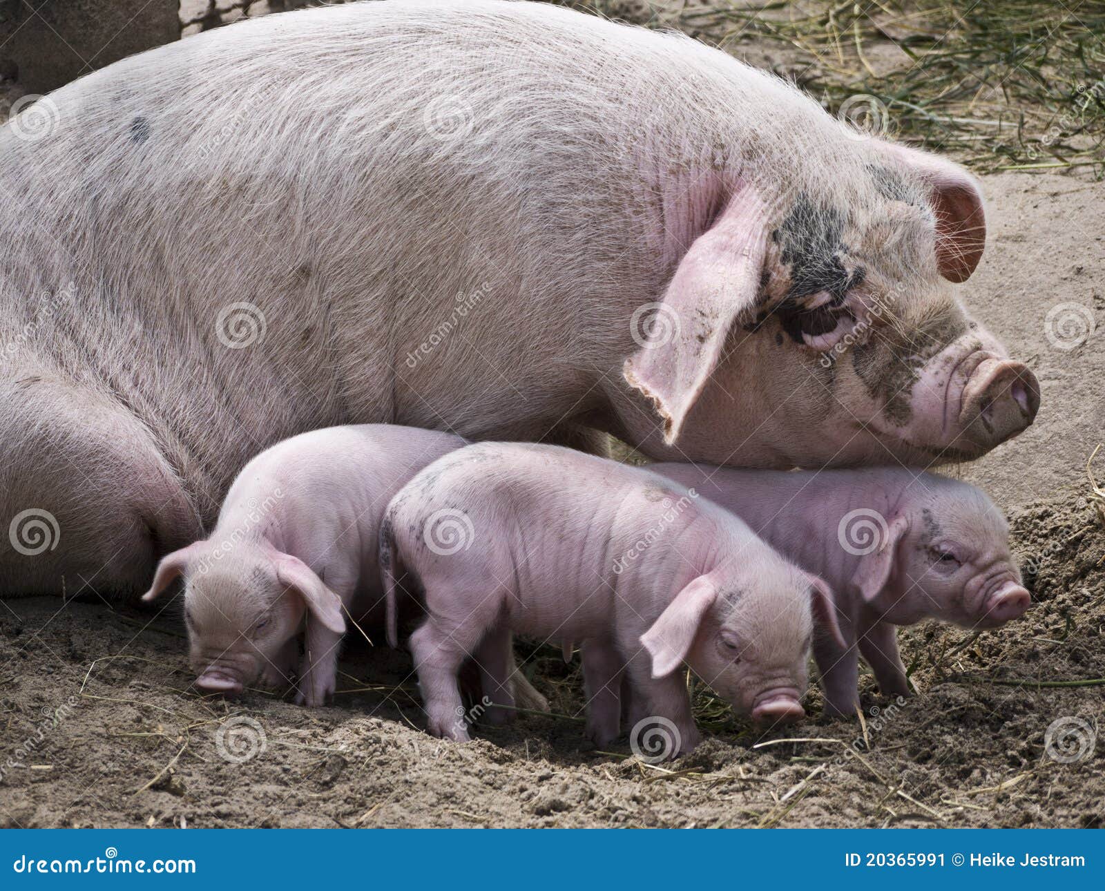 Sow and piglet stock image. Image of farm, artiodactyla - 20365991