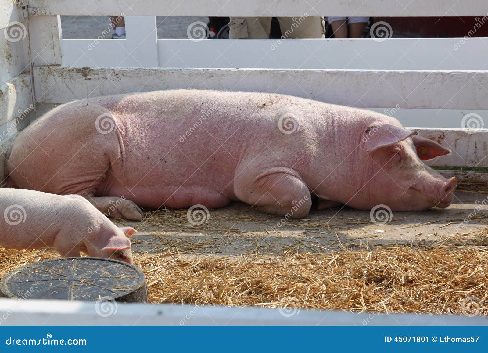 Sow and a piglet stock image. Image of daytime, outdoors - 45071801