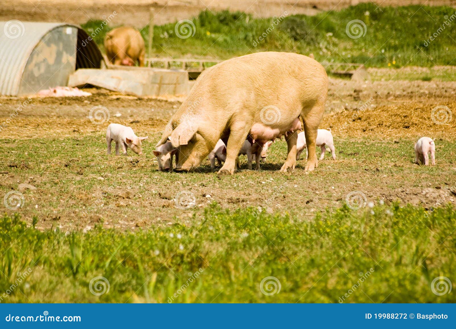 Sow with Piglets stock photo. Image of mother, countryside - 19988272