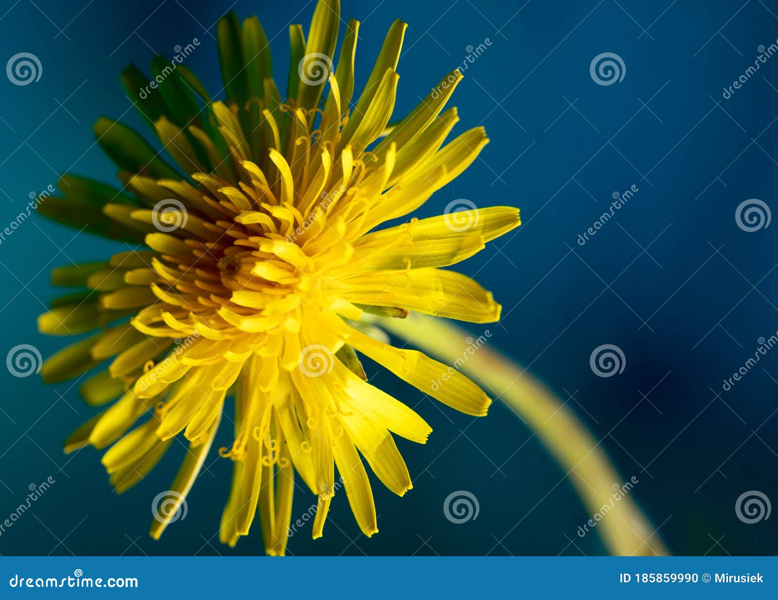 Sow Thistle, Small Dandelion Flower Stock Photo - Image of green, close ...