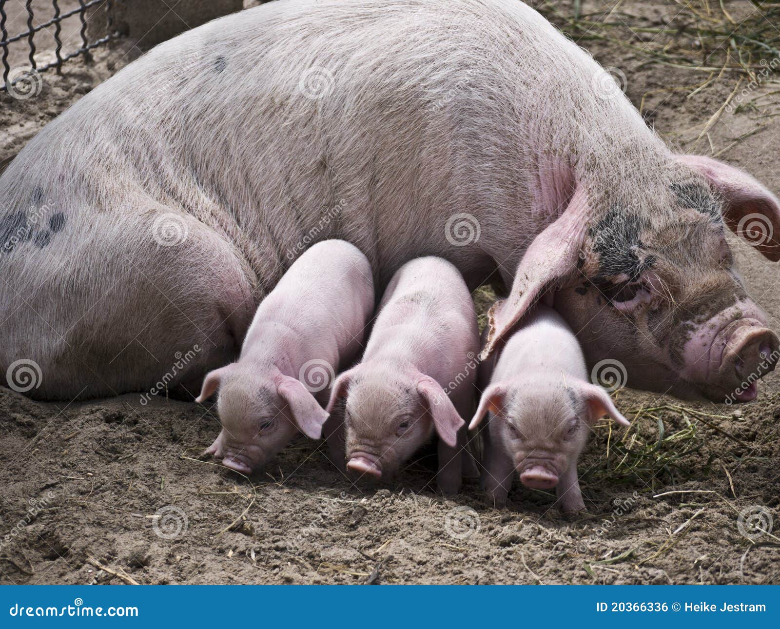 Sow-and-three piglets stock photo. Image of pink, farm - 20366336