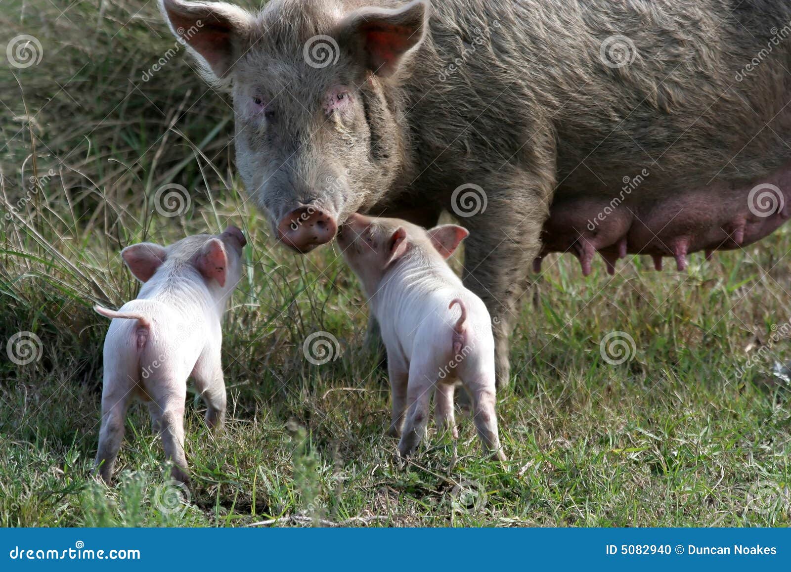 Sow and Two Piglets stock photo. Image of snout, teats - 5082940