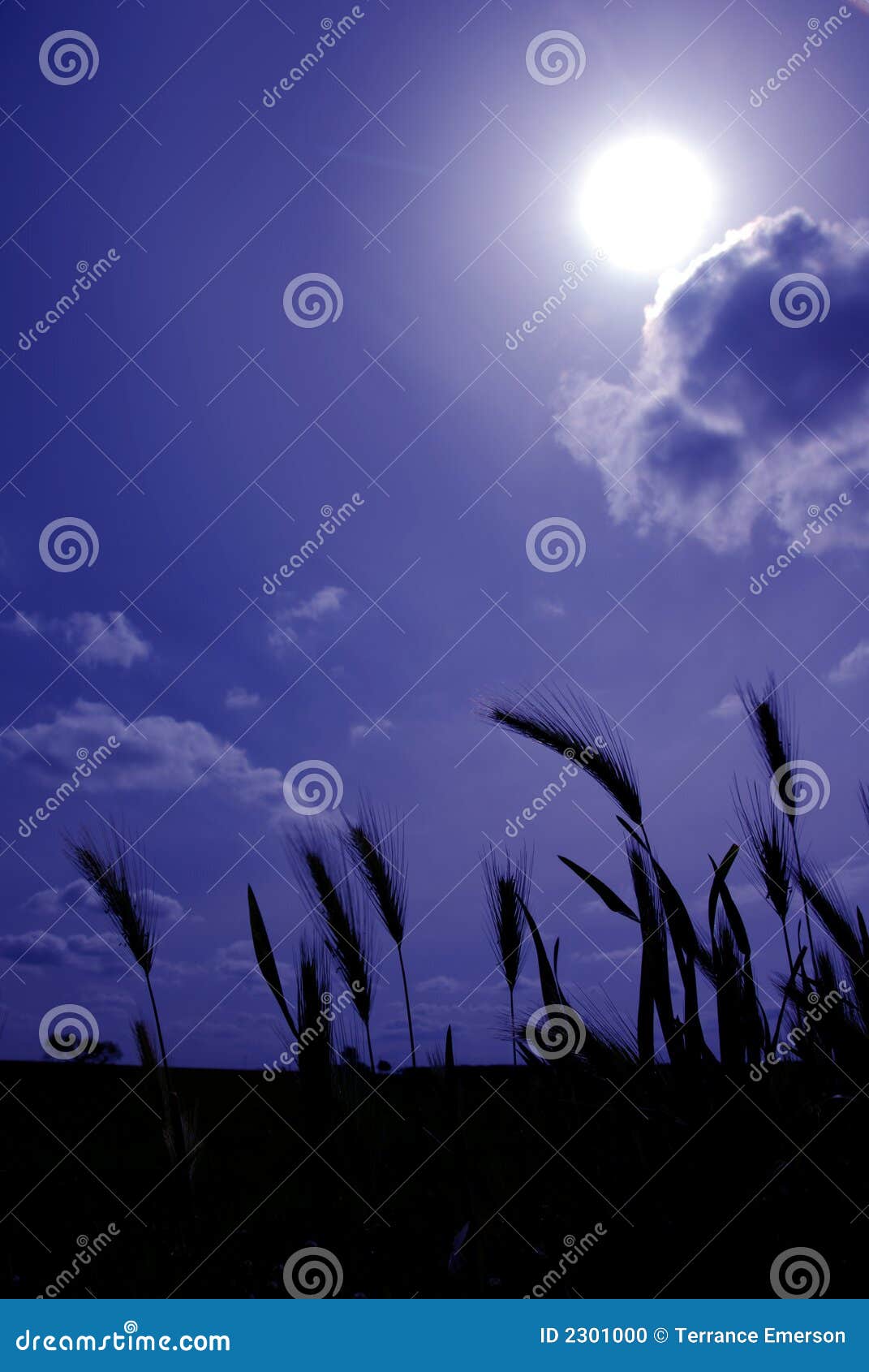 Wild Oats Plant. Avena Fatua, Known As The Common Wild Oat - Grass In ...