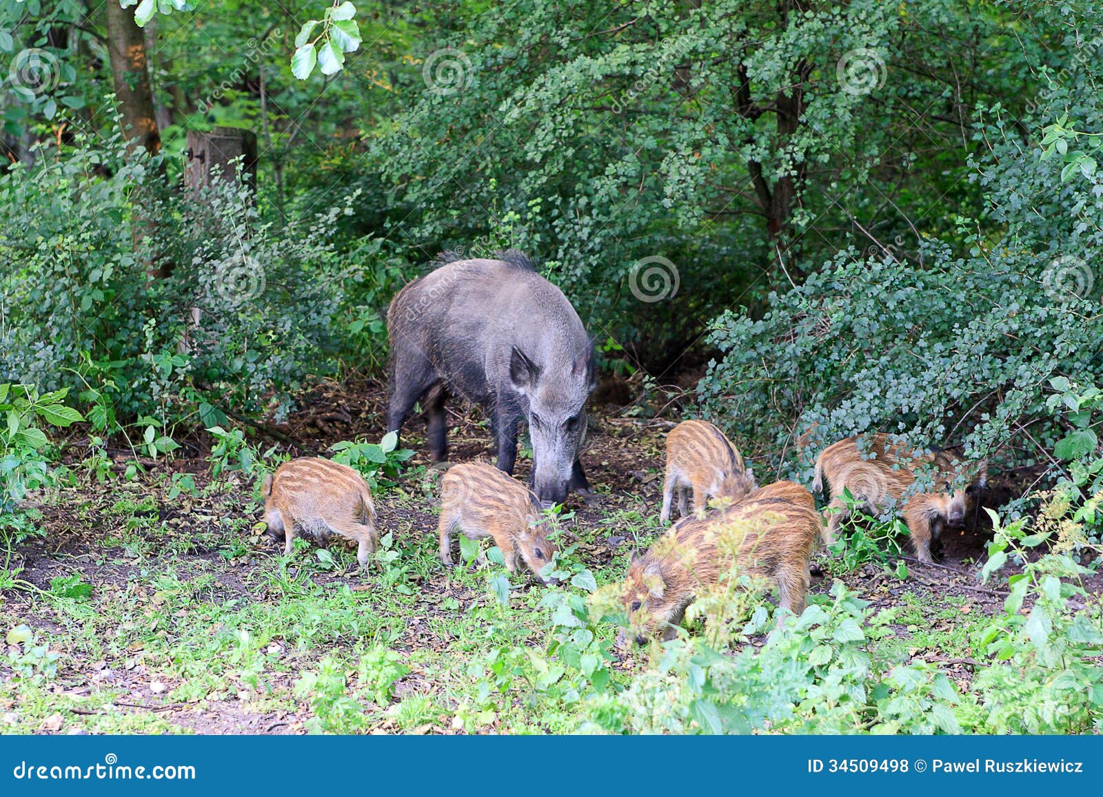 Sow with young willd pigs. stock photo. Image of natural - 34509498