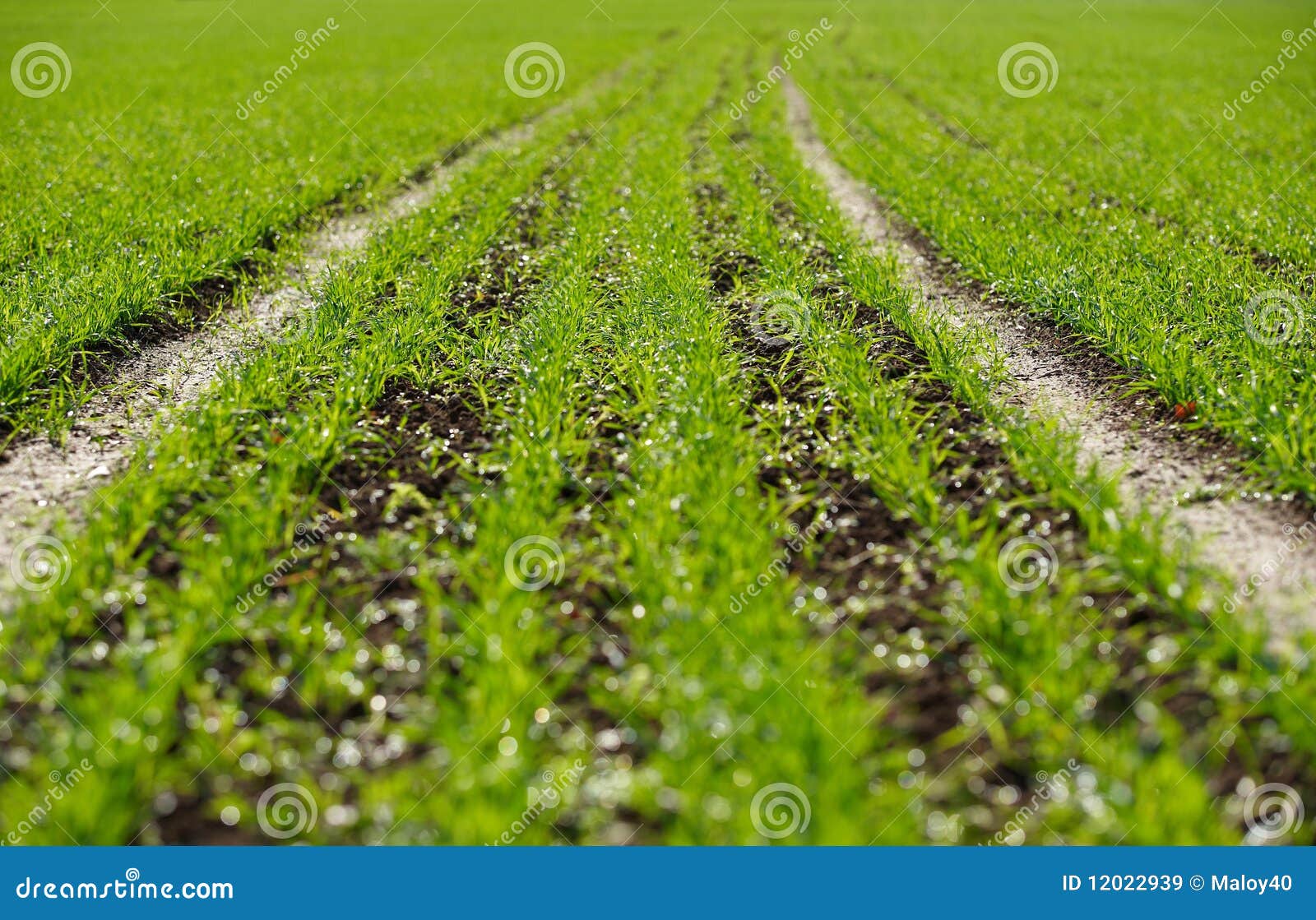 Sowed field stock image. Image of sprouts, furrow, agriculture - 12022939
