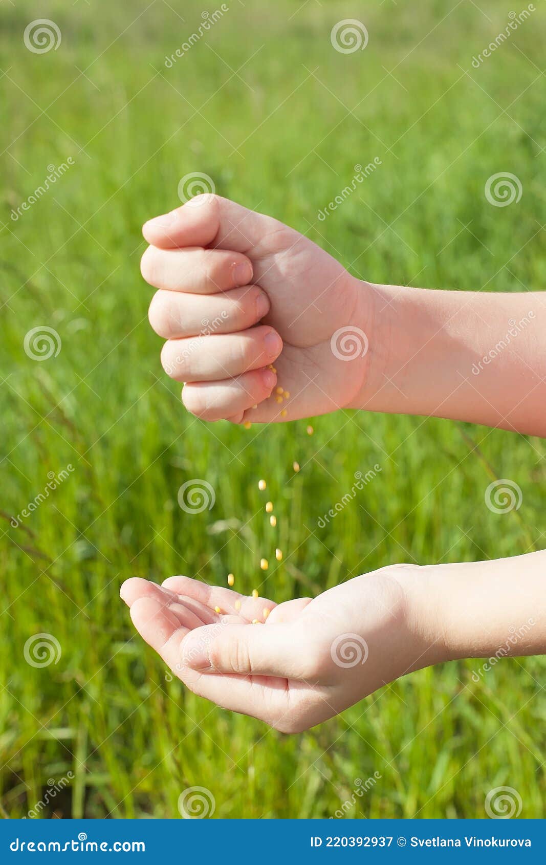 Sower& X27;s Hand with Wheat Seeds Throwing To Field. Stock Image ...